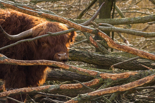 Highland Cow by Marc Pool | 500px
