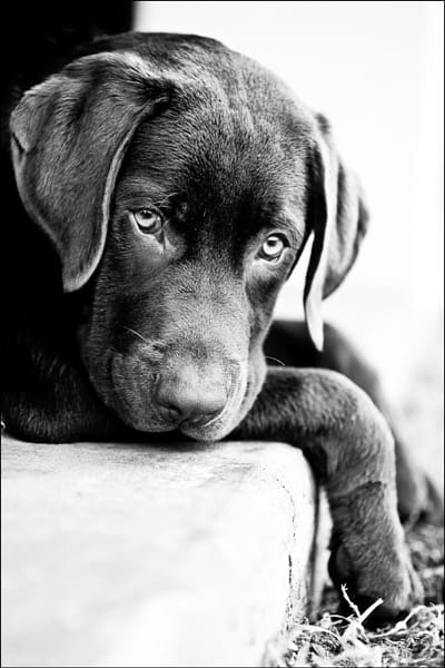 Puppy dog eyes by Kana Photography | 500px
