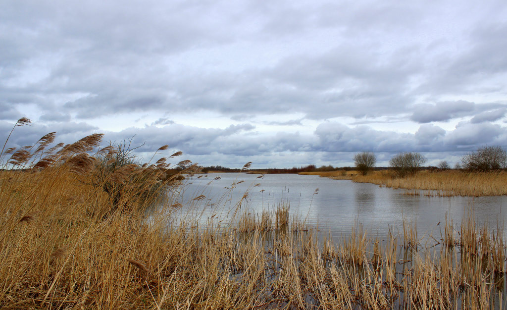 Reed border by Oomke Wiltjer / 500px