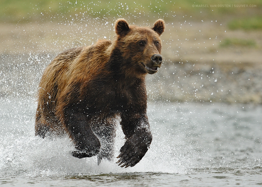 Furry Speedboat by Marsel van Oosten / 500px