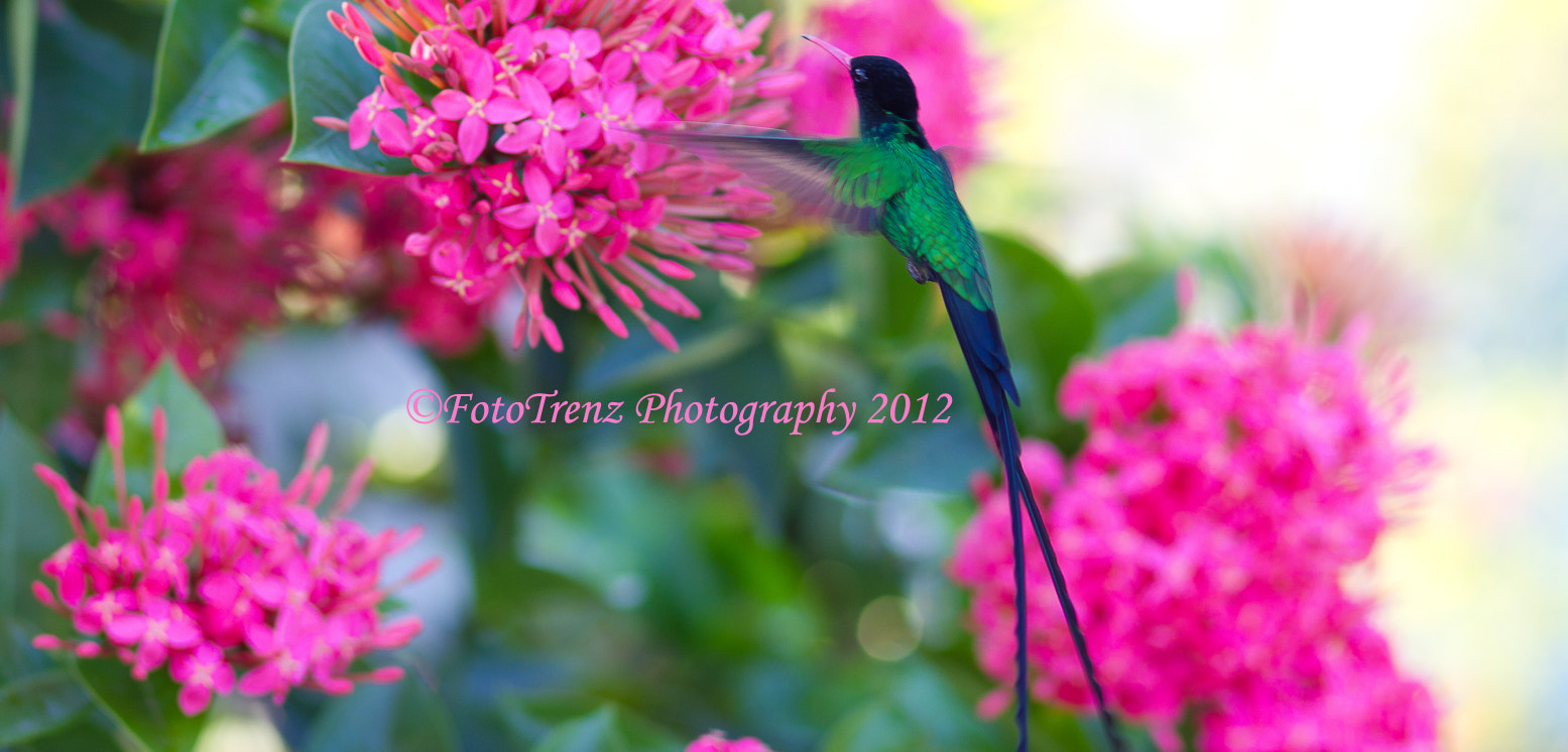 Doctor Bird - Jamaica by Bruce Morgan | 500px