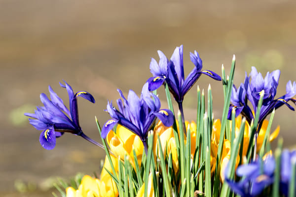 Spring iris by Stefan Arvidsson | 500px