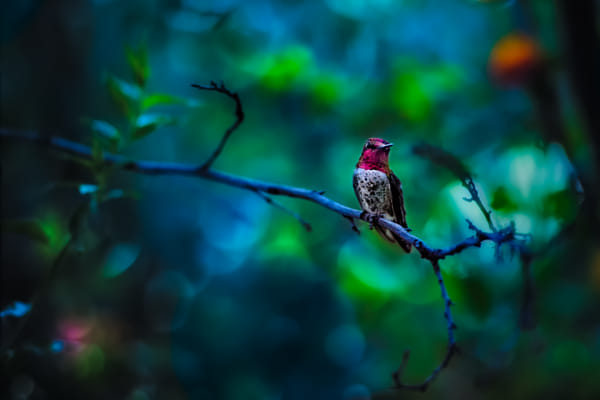 Ruby-Throated Hummingbird (Archilochus colubris) by Steve Steinmetz | 500px