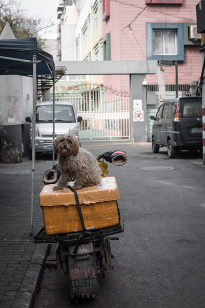 Waiting for Master by Patrick Zhang | 500px