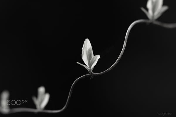 Curves by Richard P. Mikkelsen | 500px