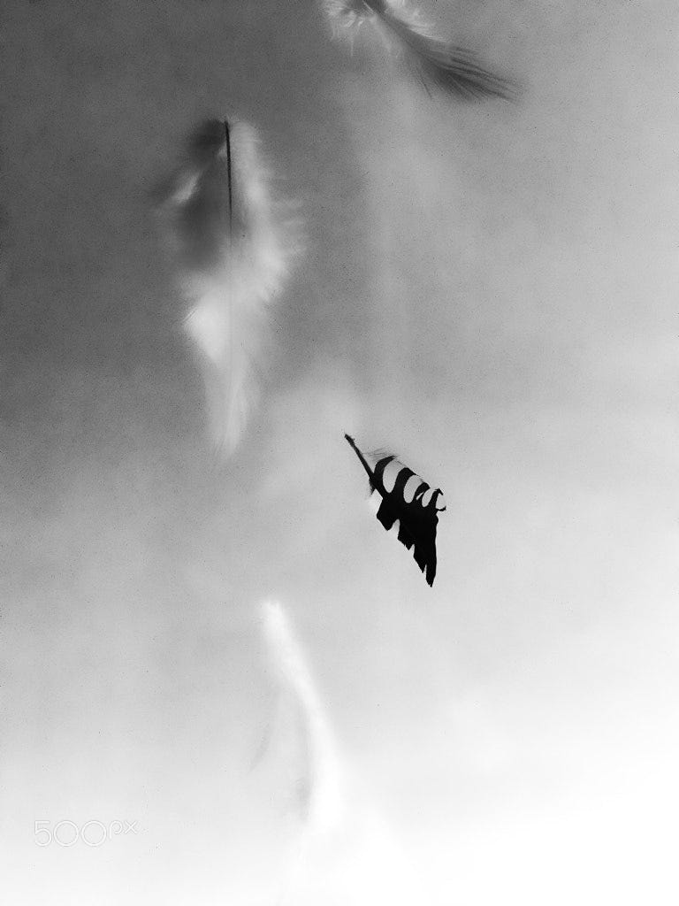 Abstract Feather in Motion | creative photo by Mrs. Picca | 500px