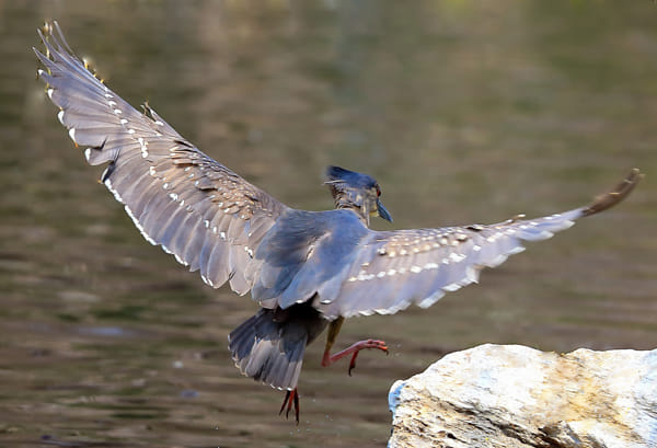 绿鹭 by Mei Ruo Qing Xuan | 500px