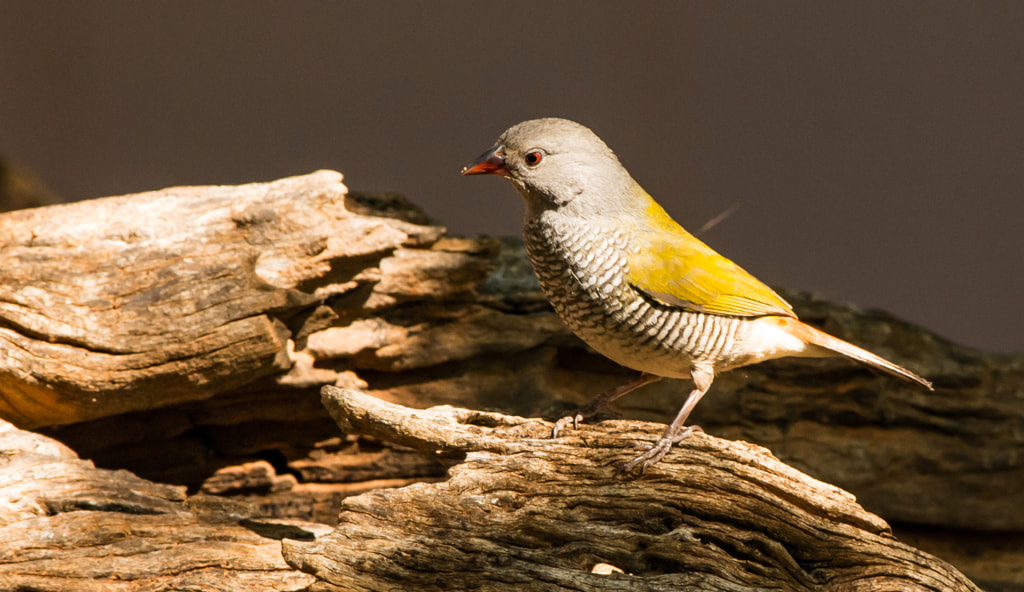Female Green-winged Pytilia by Stef Broodryk / 500px