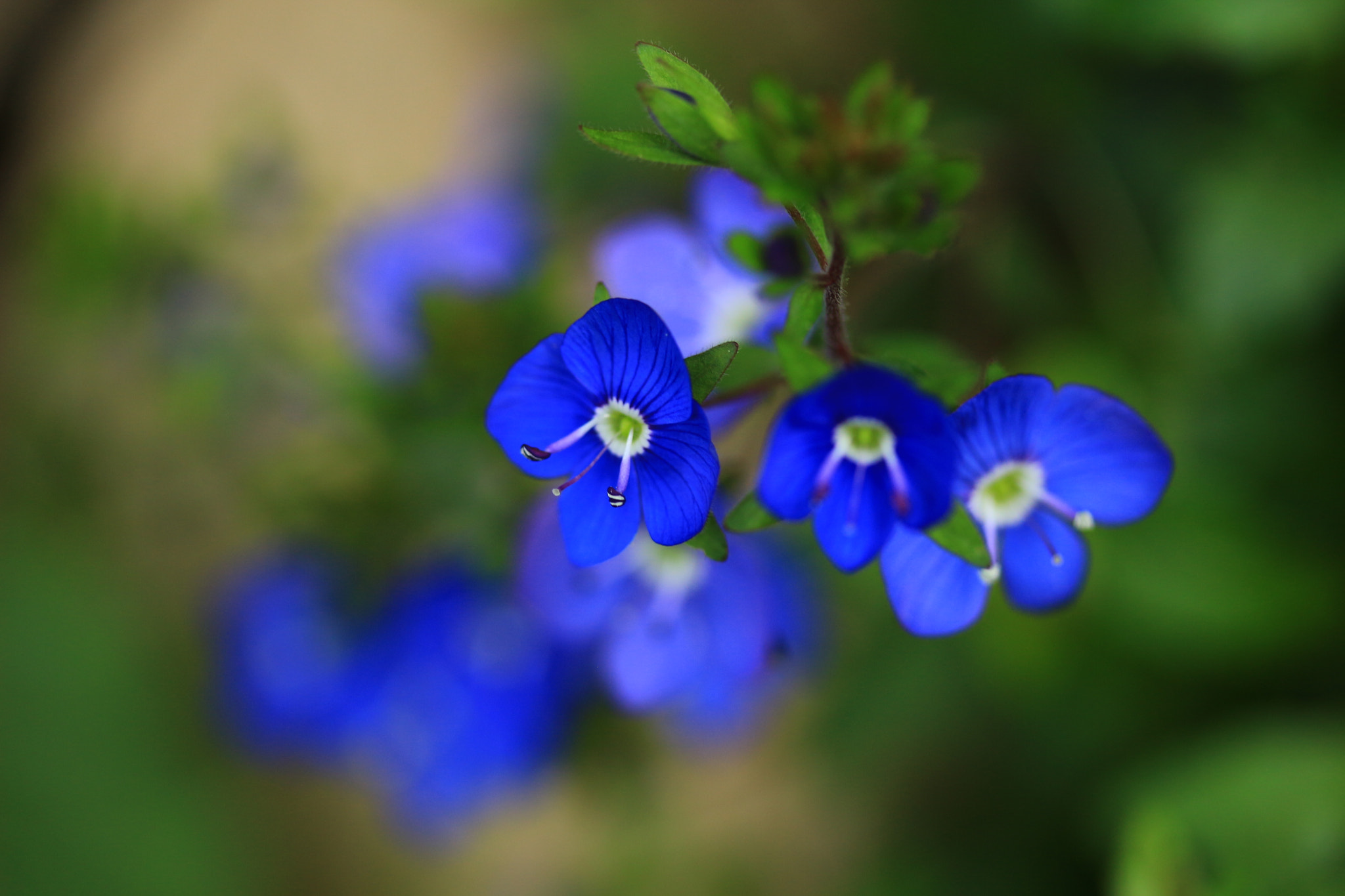 Vibrant Blue Flowers in Soft Focus | nature photo by davelaw147 | 500px