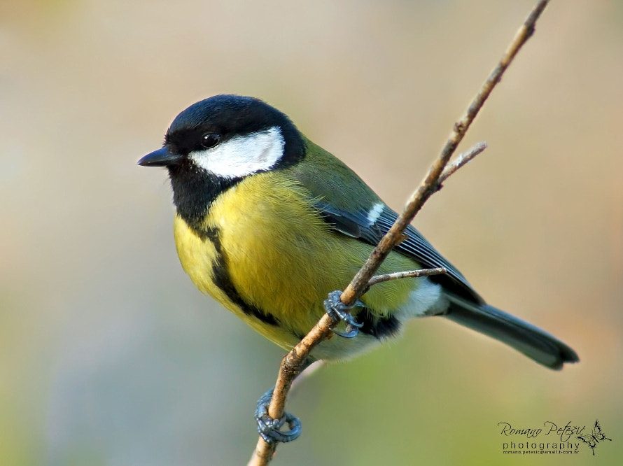 Great tit by Romano Petesic / 500px