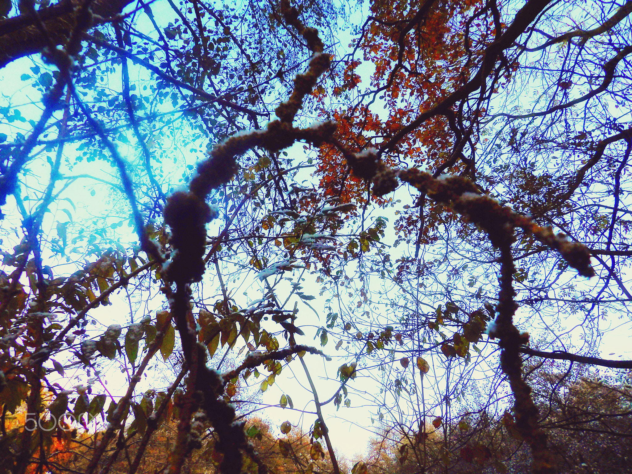 Abstract Tree Branches Against Blue Sky | landscape photo by Mrs. Picca ...