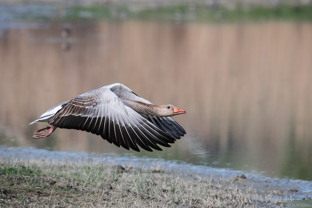 Oche grigie in volo by Angelo Butera / 500px