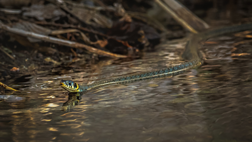Natrix natrix by Tobias Broecker / 500px
