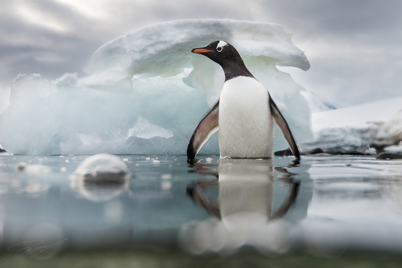 Gentoo Penguin perspective by Roy Mangersnes | 500px