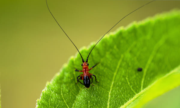 Conocephalus melanus ( Red Red Cricket) by mahara miko ari gayo | 500px