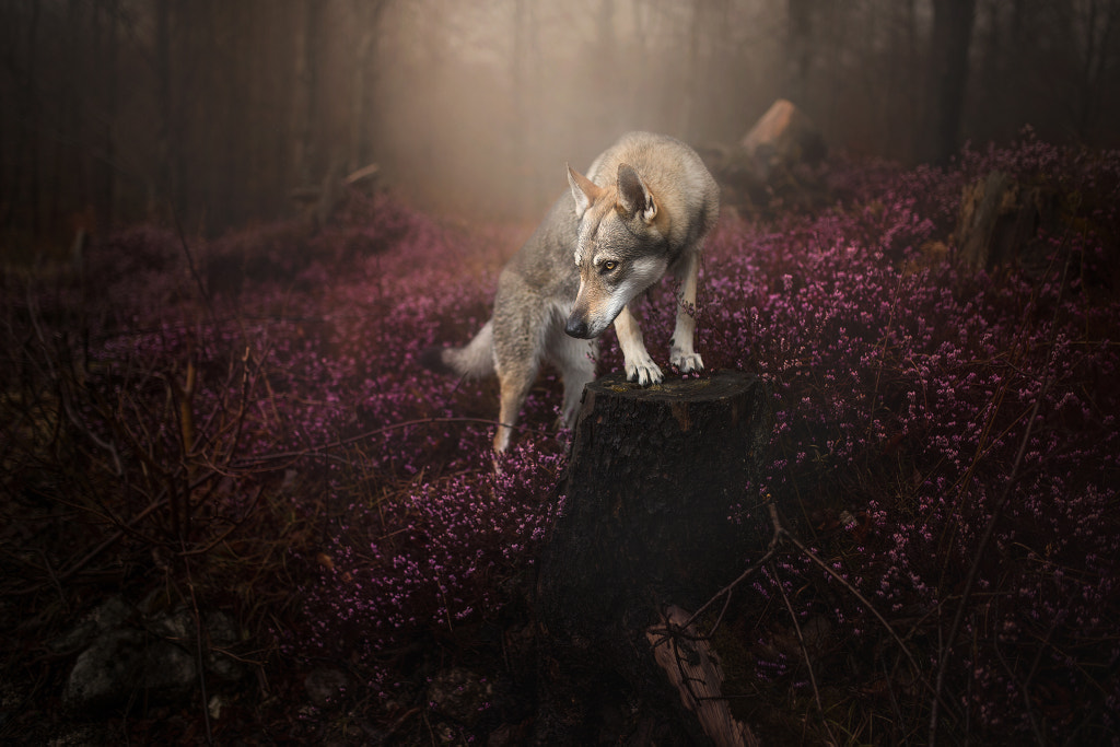 Wild Hunt by Alicja Zmysłowska / 500px