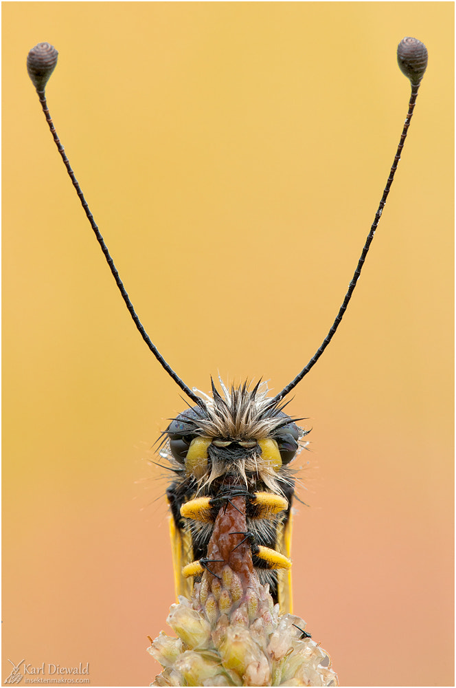 Wetlook by Karl Diewald / 500px