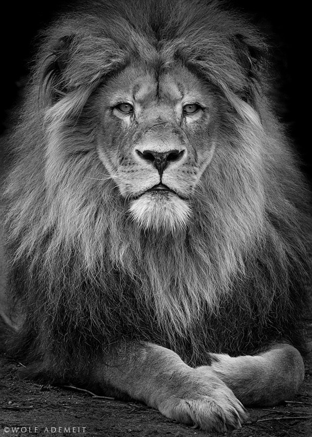OLD LION B&W by Wolf Ademeit / 500px