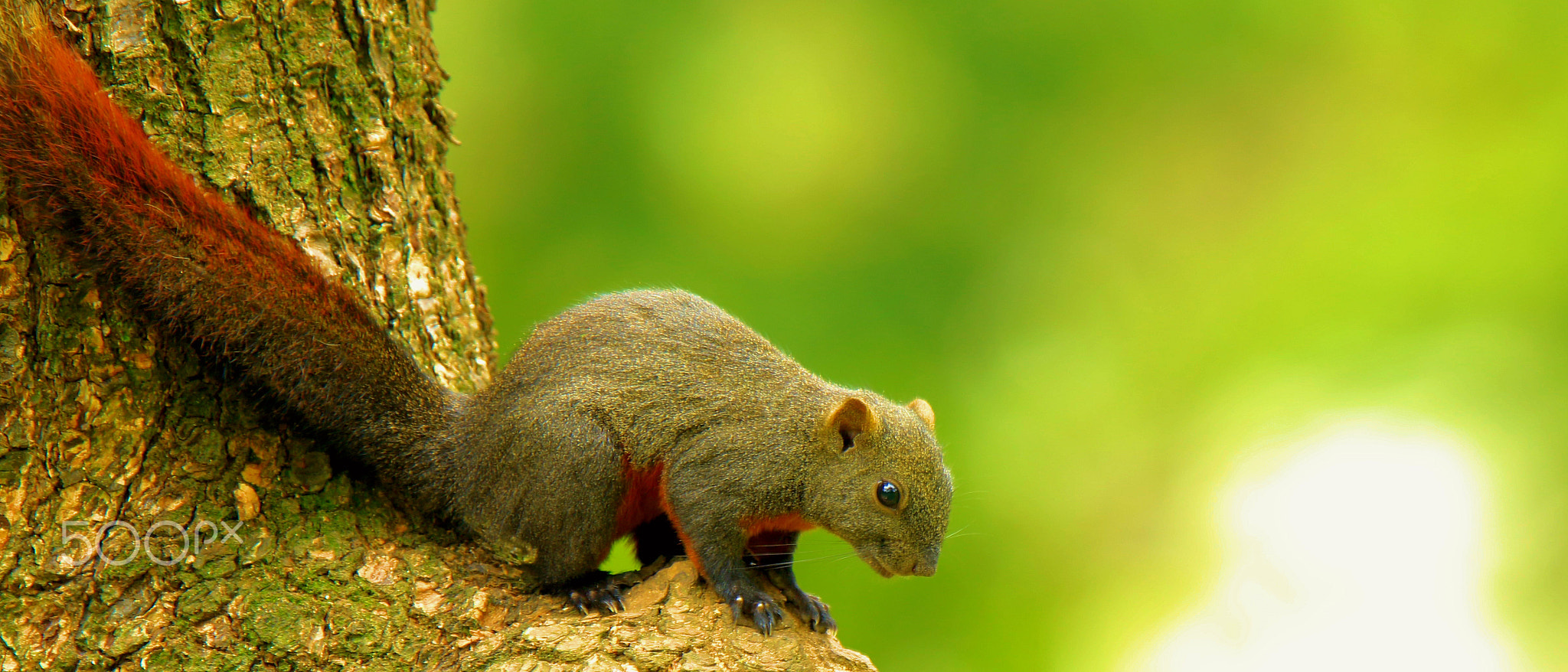 Red-tailed squirrel by Khoi Tran Duc | 500px