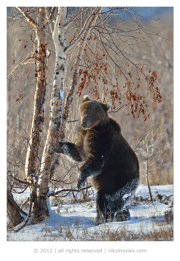 White-ears and the birch tree by Nikolai Zinoviev / 500px