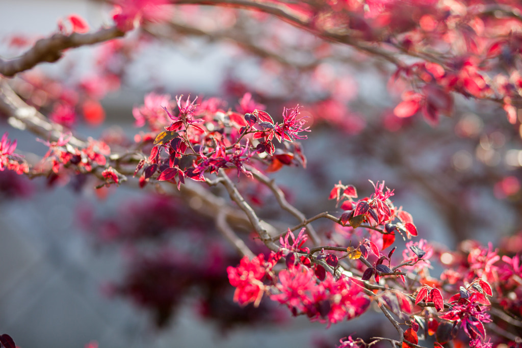 红花继木 by Yimin Liu / 500px