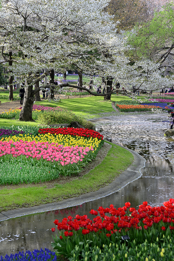Spring Time in Tokyo by Mike Su / 500px