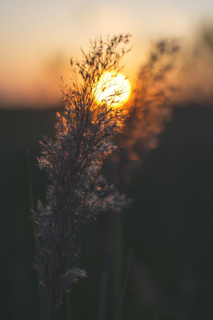 wild pampa grass by simone benassi / 500px