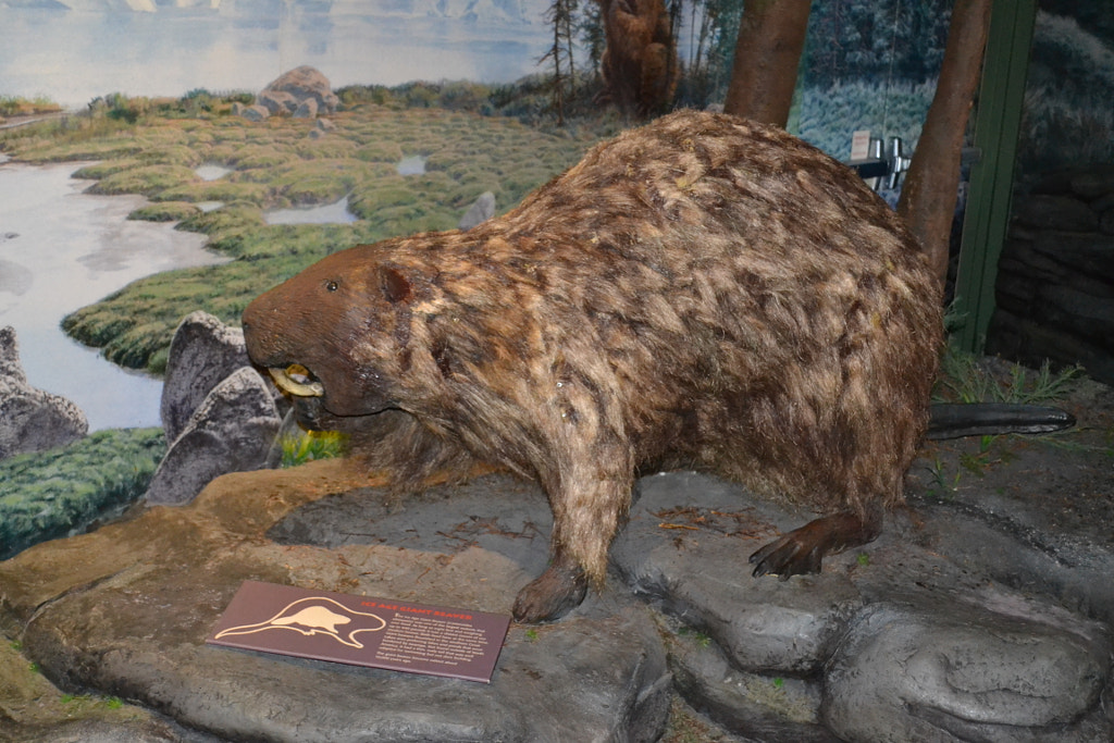Prehistoric Beaver by Richard Monu / 500px