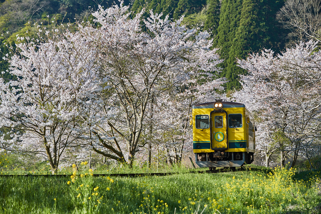 Sakura Train by ituki kadiwara / 500px