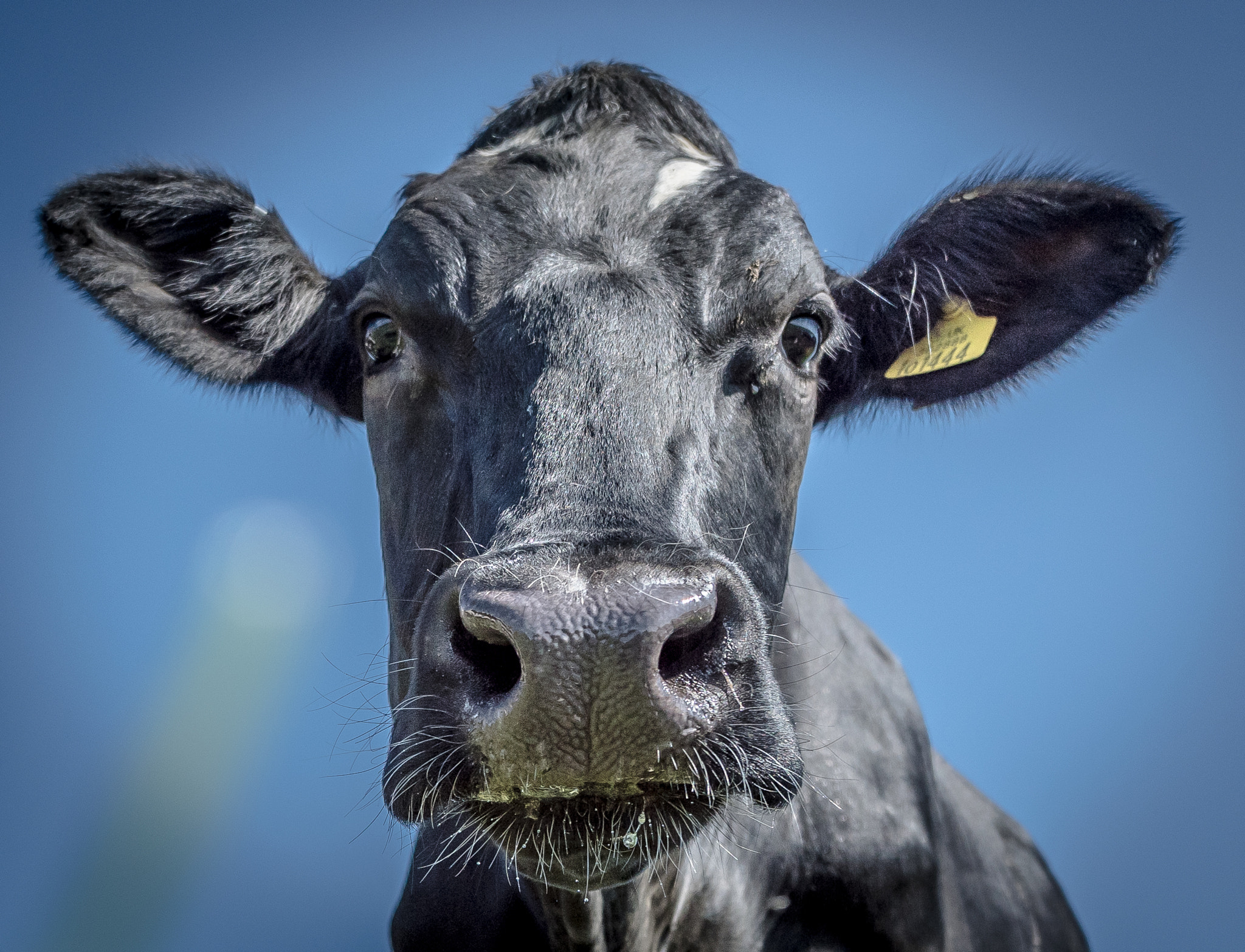Holstein cow head on by Andrew Axford / 500px