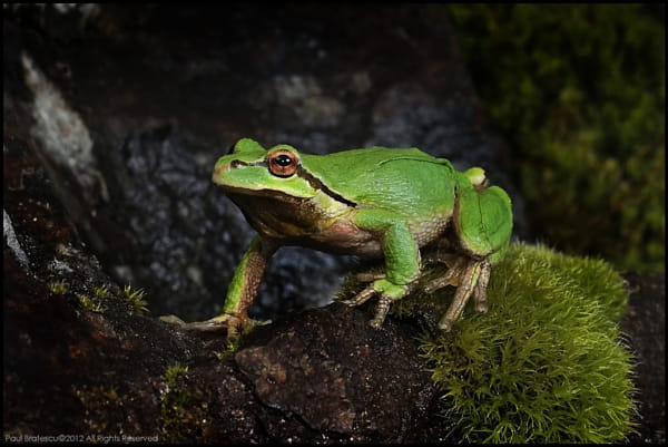 Pacific Northwest Tree Frog (Hyla regilla) by Paul Bratescu | 500px