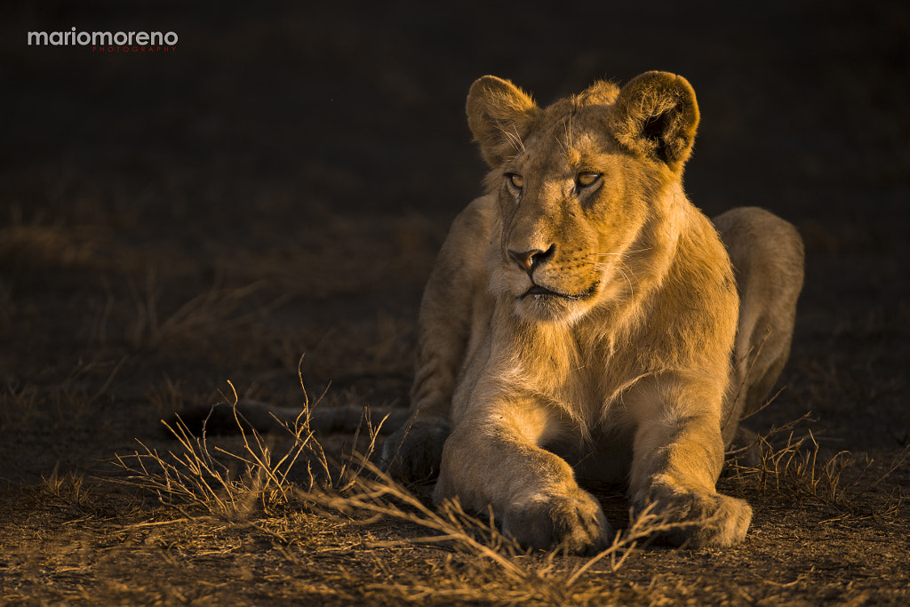 Golden Cub by Mario Moreno / 500px