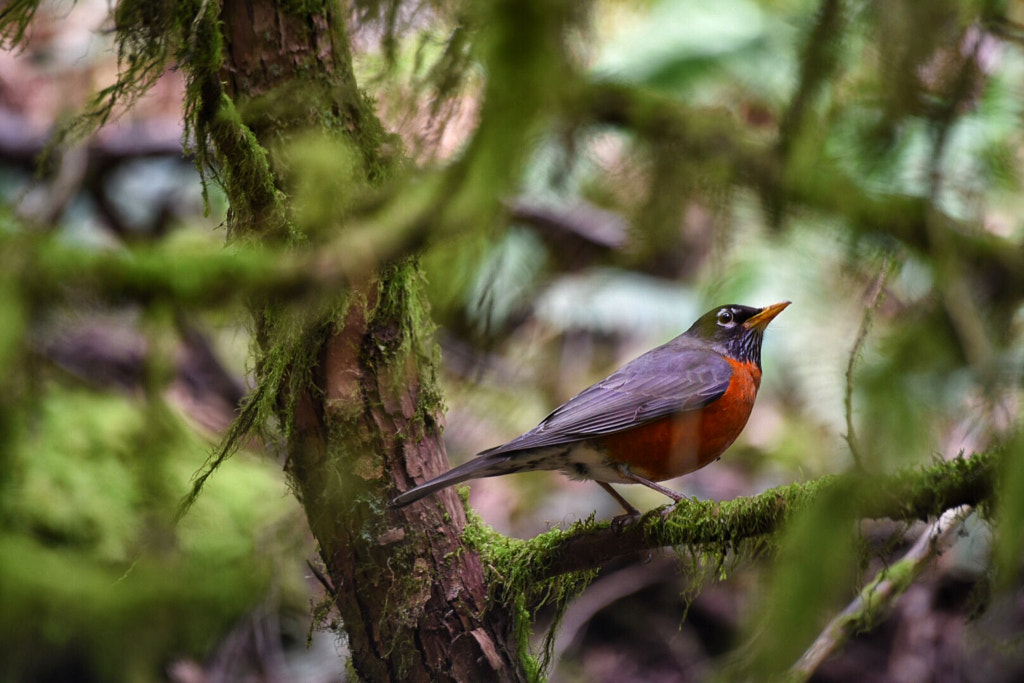 American Robin by Swapnil Parmar / 500px