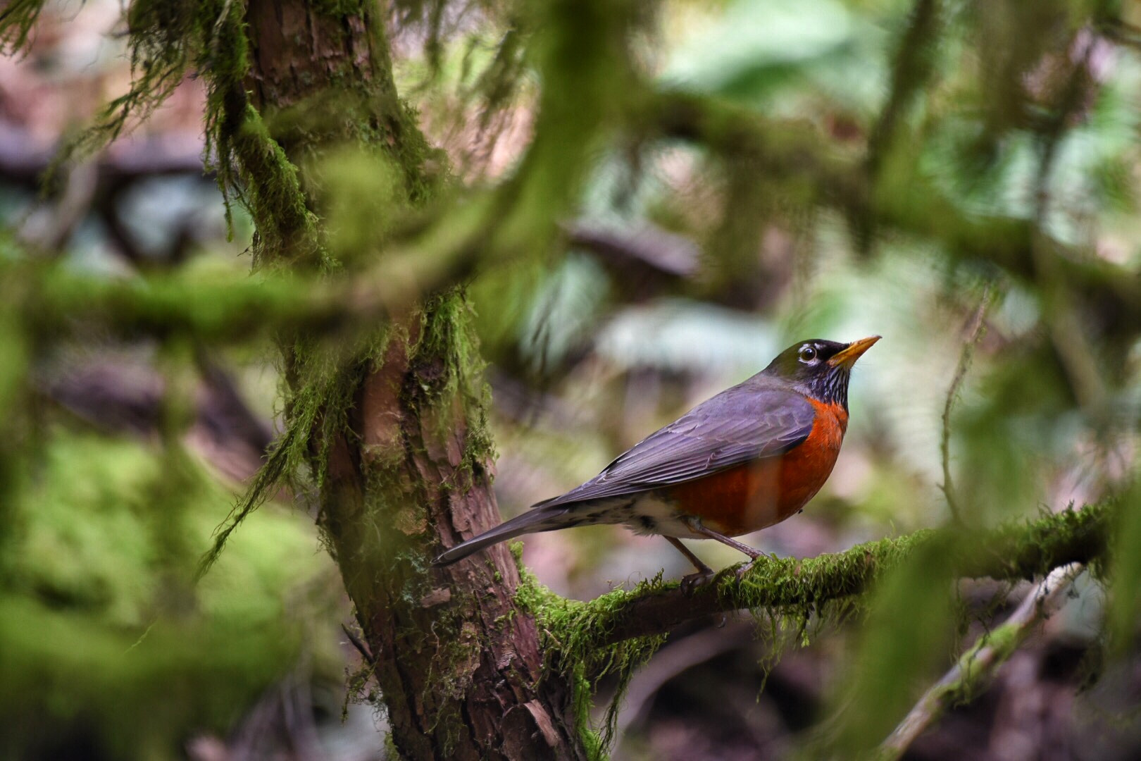 American Robin by Swapnil Parmar / 500px