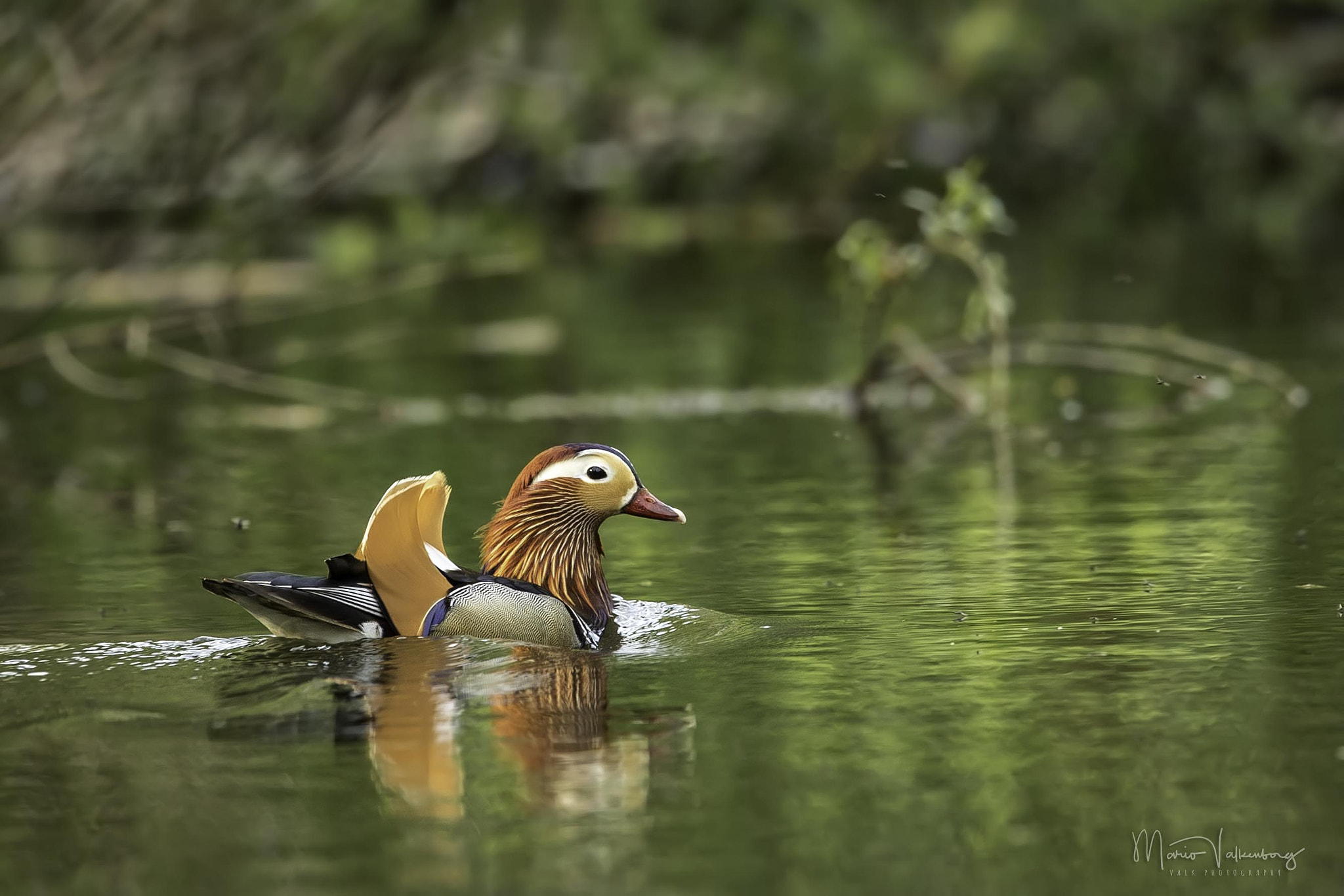 Mandarin duck by Mario Valkenborg | 500px
