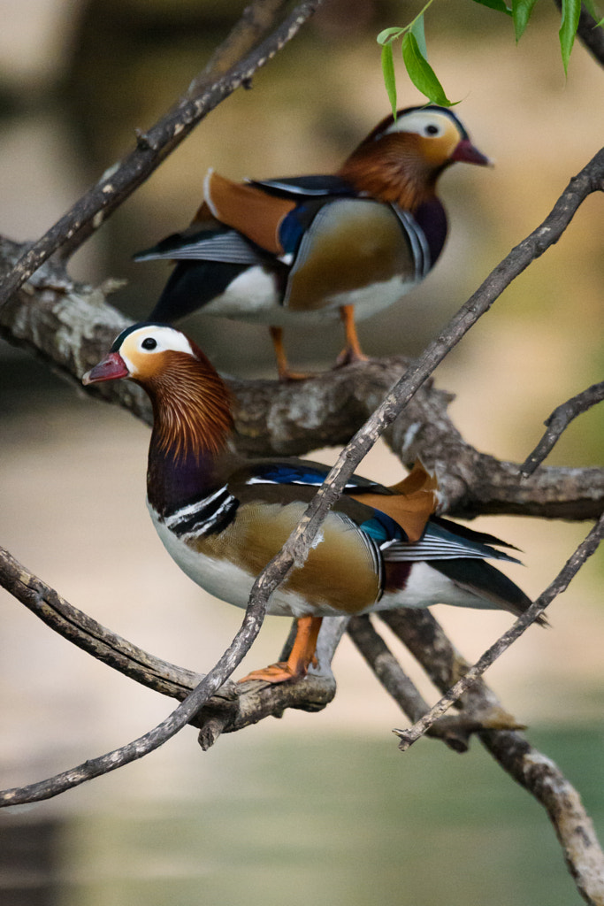 A pair of mandarin ducks by Fernando Chee / 500px