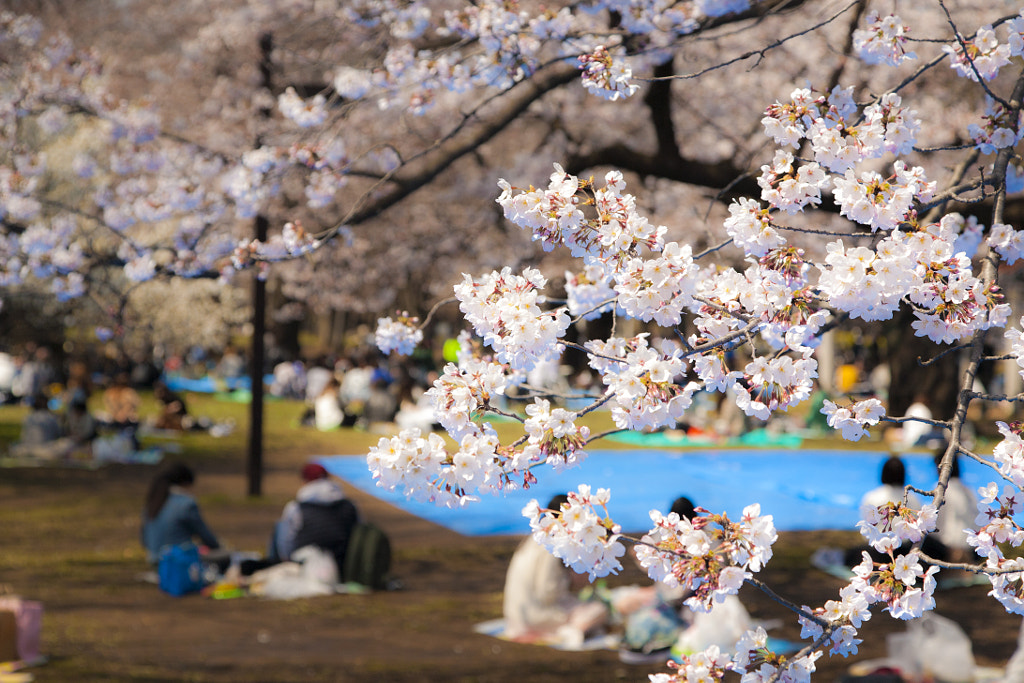Yoyogi no Hanami by Giandomenico Manna / 500px