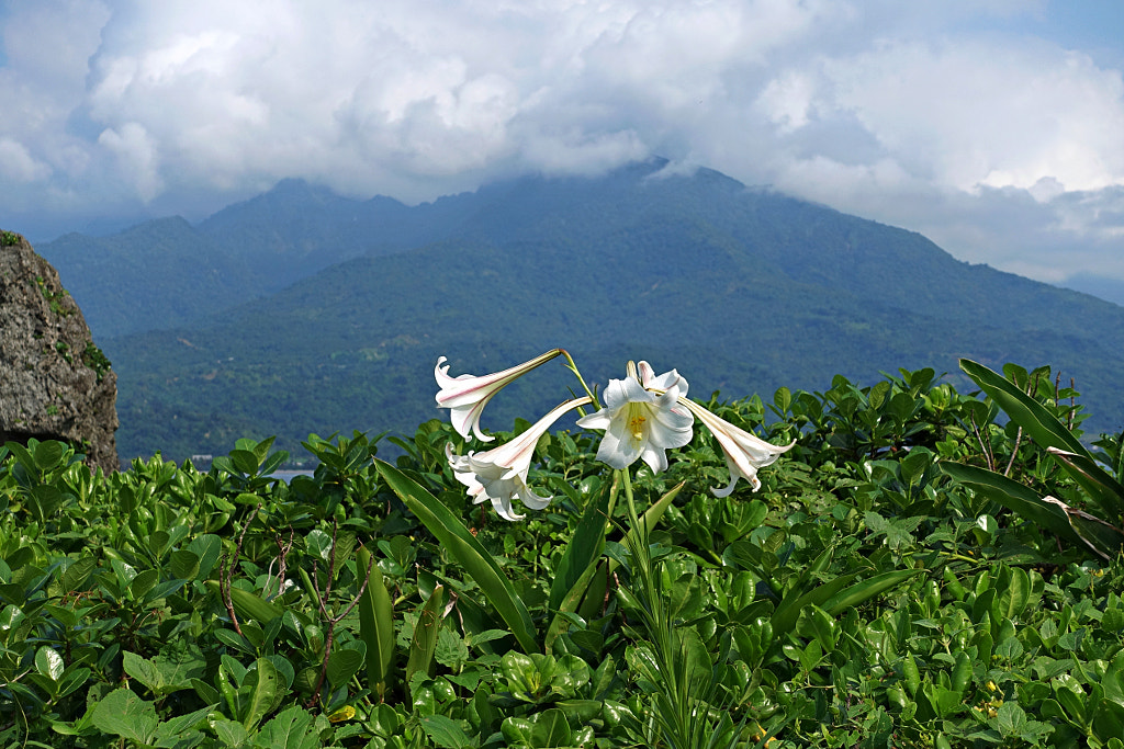 台灣野百合(Lilium formosanum) by Jing Kuo / 500px