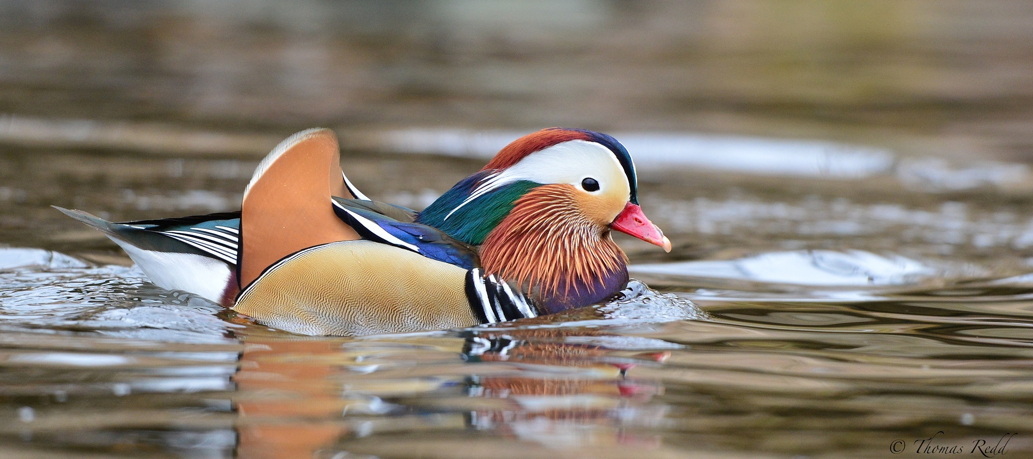 Tom Redd (TomRedd) Photos / 500px