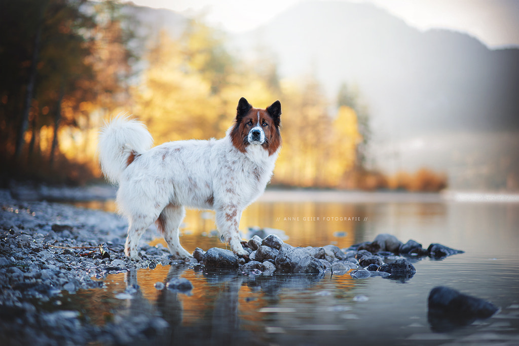 - Fynn - by Anne Geier / 500px