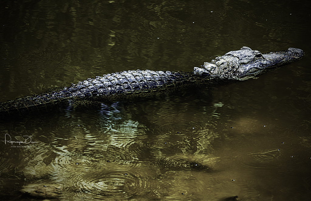 Gator in Everglades swamps by Priyaranjan (Piyush) Desai / 500px
