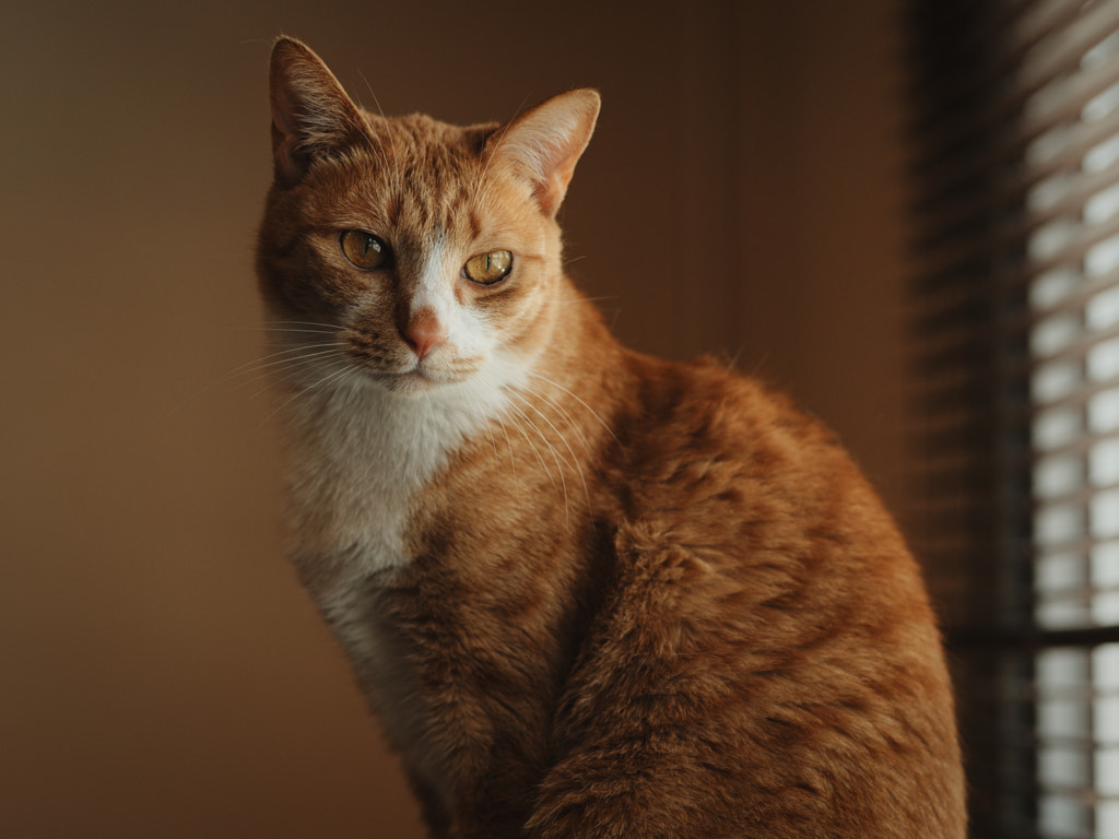 Ginger Cat by Akimasa Harada / 500px