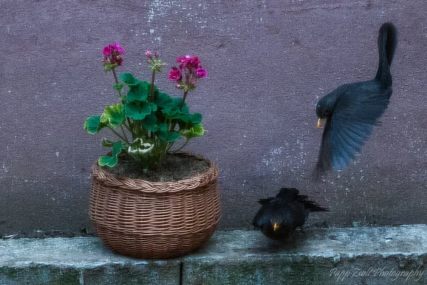 Black spruce fight by Zsolt Papp | 500px