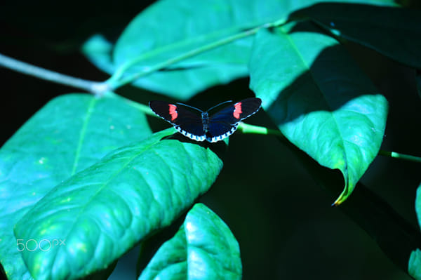 DSC by David Kelling / 500px