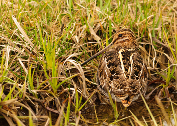 Snipe Hunt by Steve Jones | 500px