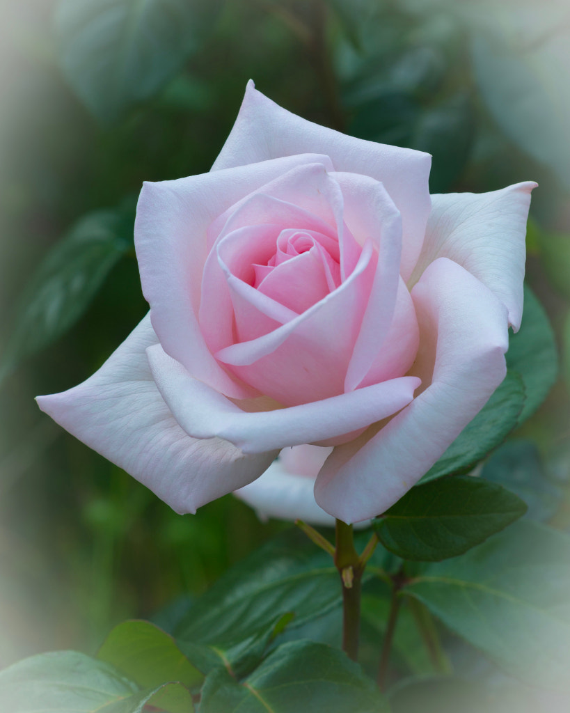 Pink Rose by Yuuji Nagaoka / 500px