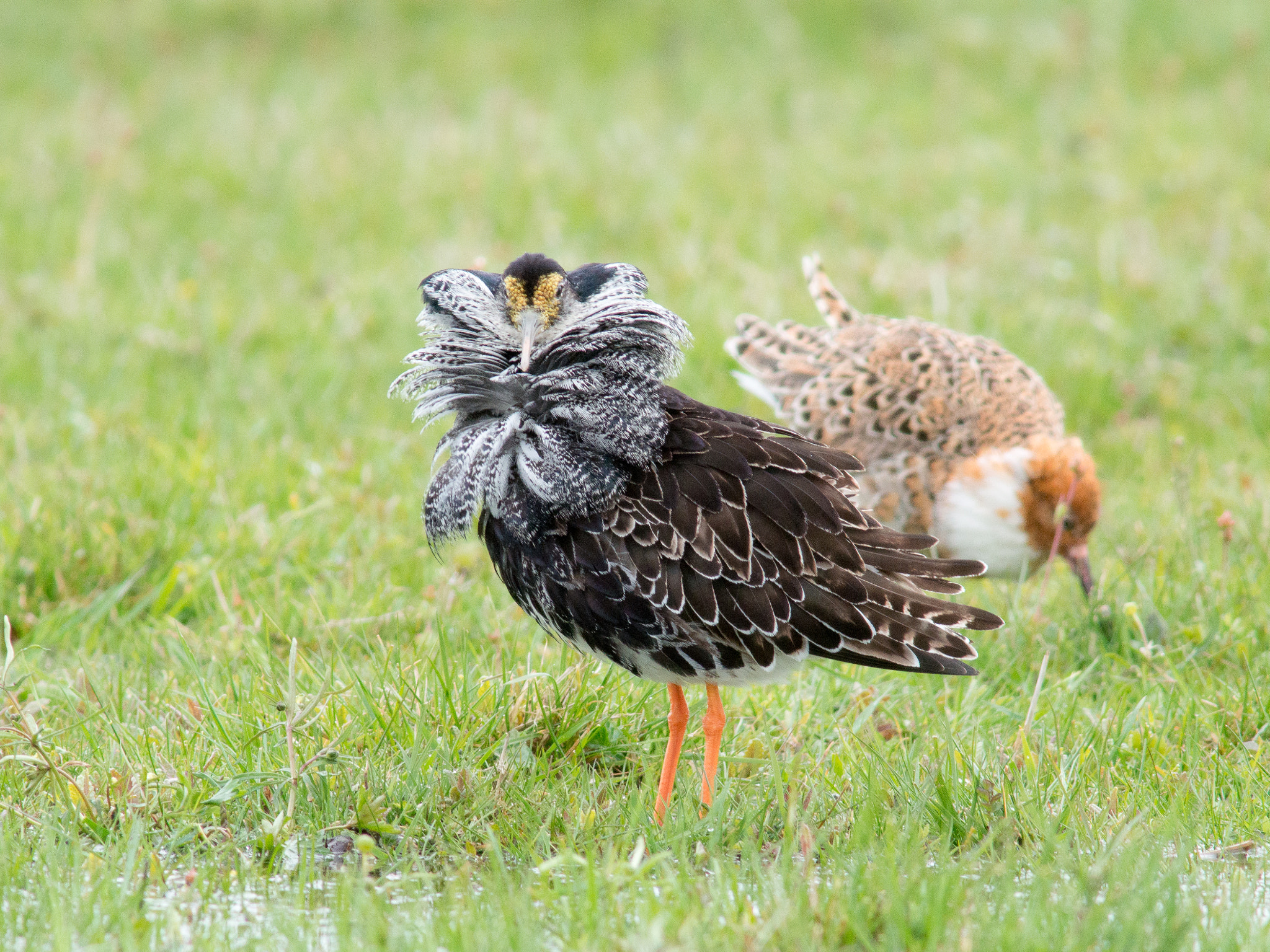 Ruff in breeding plumage by Tord Andreasson / 500px