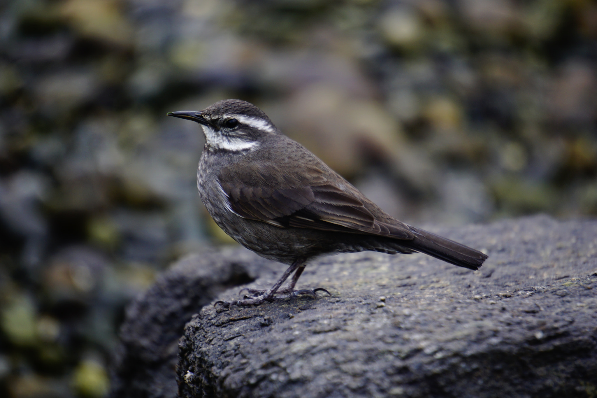 Bird on a Rock | nature photo by Marcelo Rojas Guevara / Viajero ...