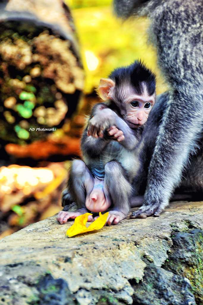 Monkey in Punk by Andi Lim / 500px