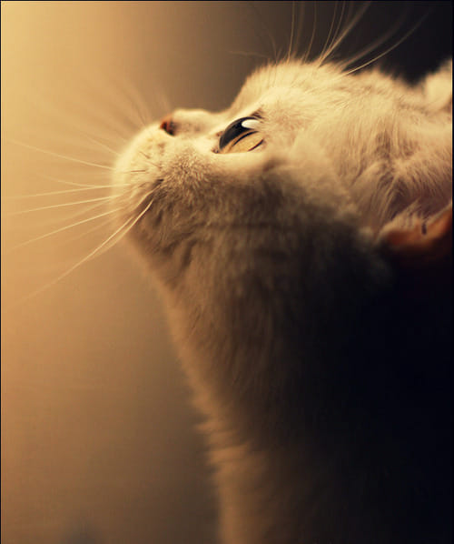 My Buddy Animals :) by Vildan Turaman | 500px